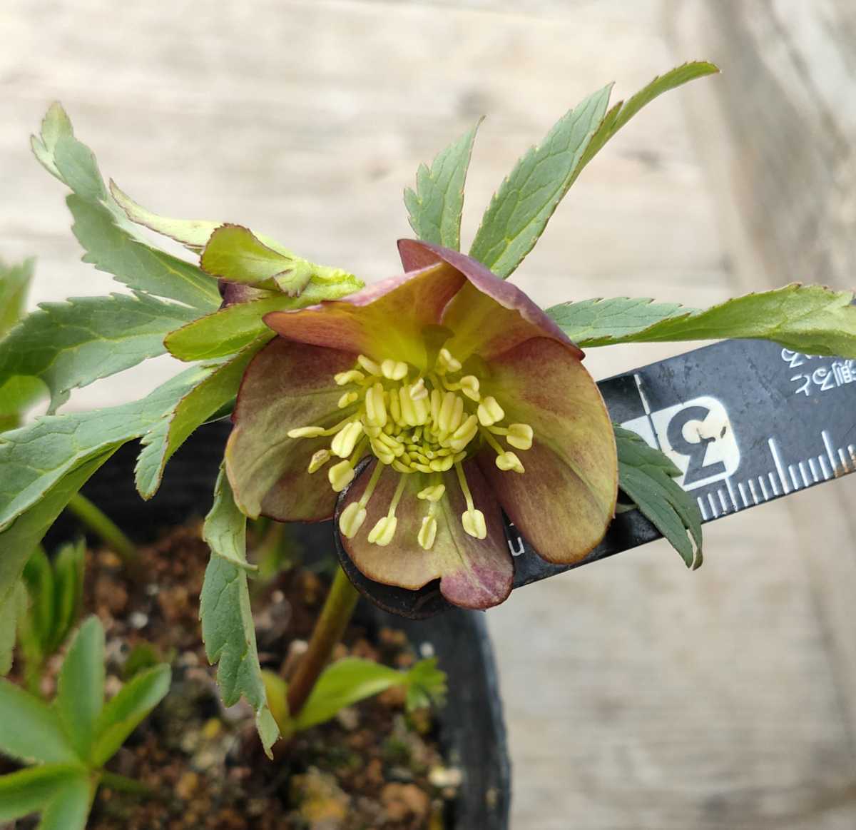 原種クリスマスローズ ヘレボルス セルビクス現地採取株より実生苗 Helleborus serbicus LD308 Mt kolasin ...