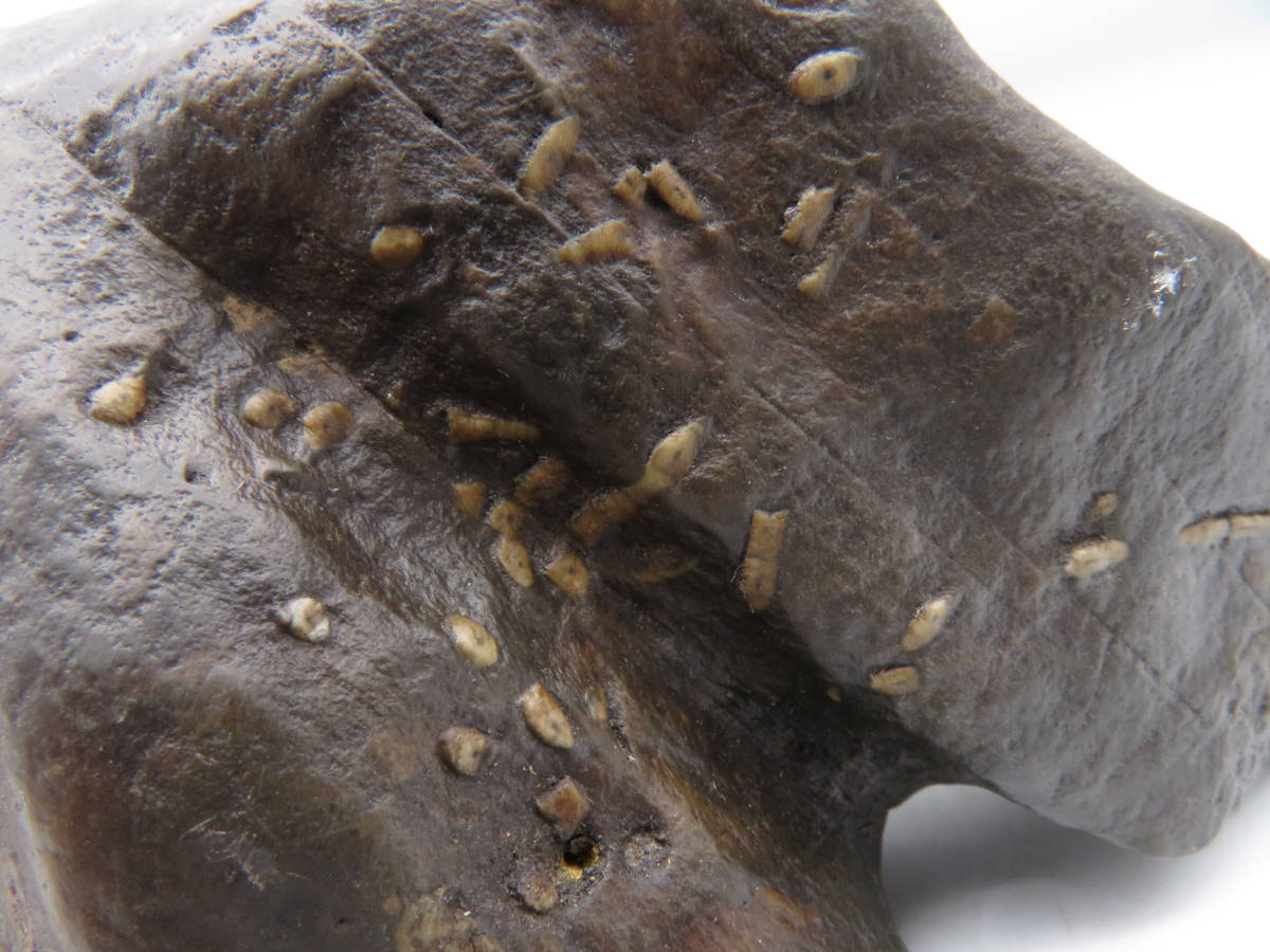 K1218 中国美術 鑑賞石 太湖石 唐木台 置物 山水石 古美術 観賞石 盆石 奇石 茶道具(原石)｜売買されたオークション情報、yahooの商品情報をアーカイブ公開 - オークファン ...