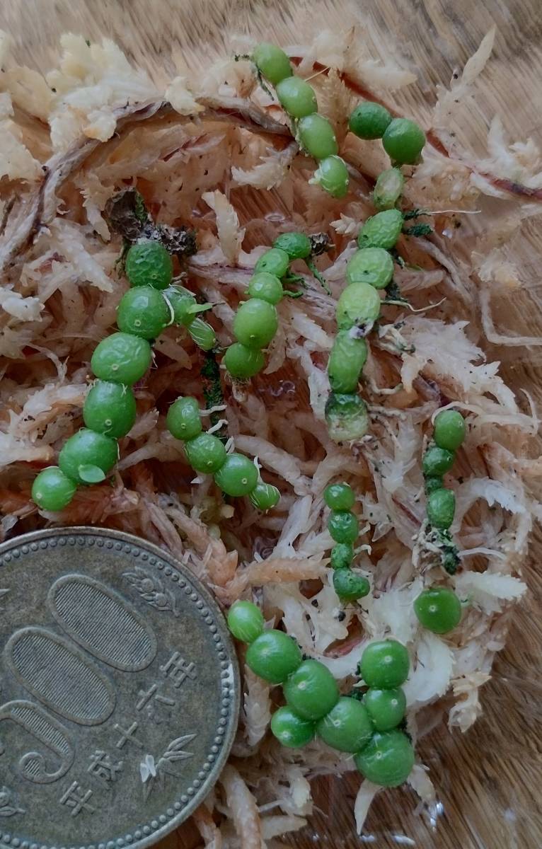 Bulb. Bulbophyllum moniliforme 原種 洋蘭 洋ラン バルボフィラム バルボフィルム(ラン)｜売買された ...