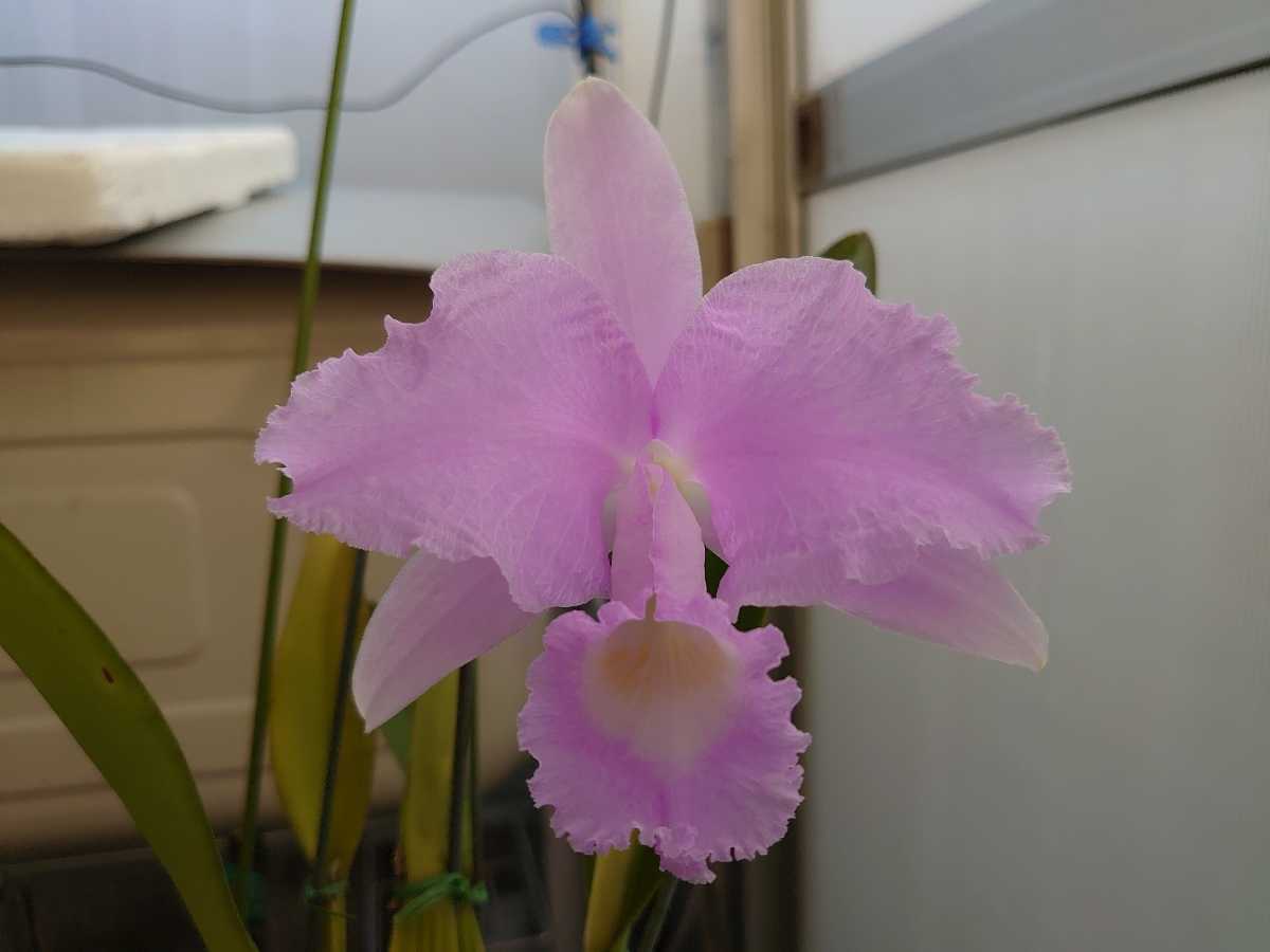 洋蘭 原種 カトレア C.trianaei fma.concolor 'Oto' OG(ラン)｜売買されたオークション情報、yahooの商品 ...