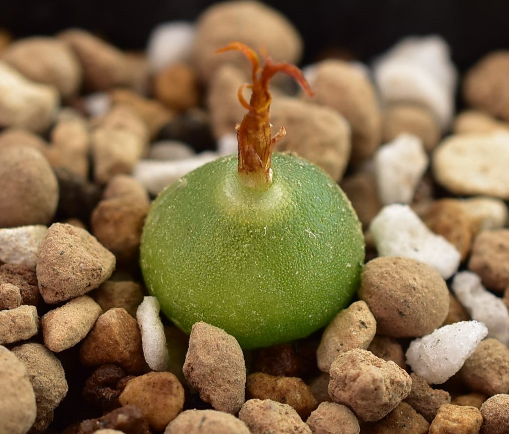 コノフィツム Conophytum hammeri ハンメリー(サボテン)｜売買されたオークション情報、yahooの商品情報をアーカイブ公開 ...