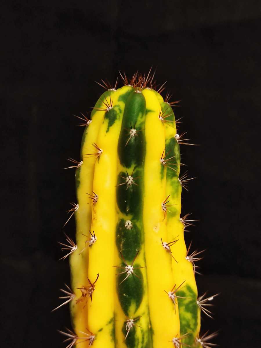 Cereus varidus 有力柱錦 斑入り 月章 サボテン 多肉植物 柱サボテン 団扇サボテン 鬼面角 ドライガーデン アガベ コピアポア ...