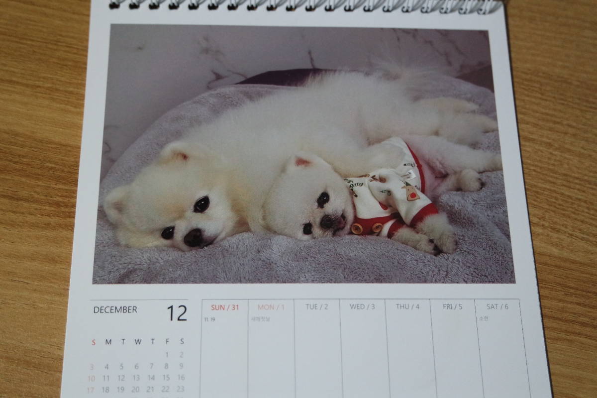 E6 国内発送 即納 ルディ ポンキ ルポン家 ポメラニアン 最新 2023年 卓上カレンダー 写真93枚 youtube PONGKI ...