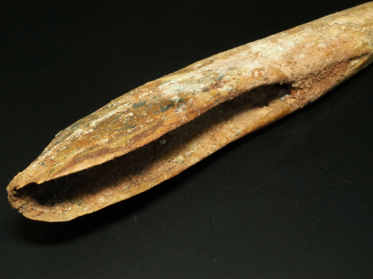 巨大 シャークスパイン 鮫の棘 化石 Hybodus obtusus 280 mm 222 g モロッコ王国産/魚/恐竜(化石)｜売買された ...