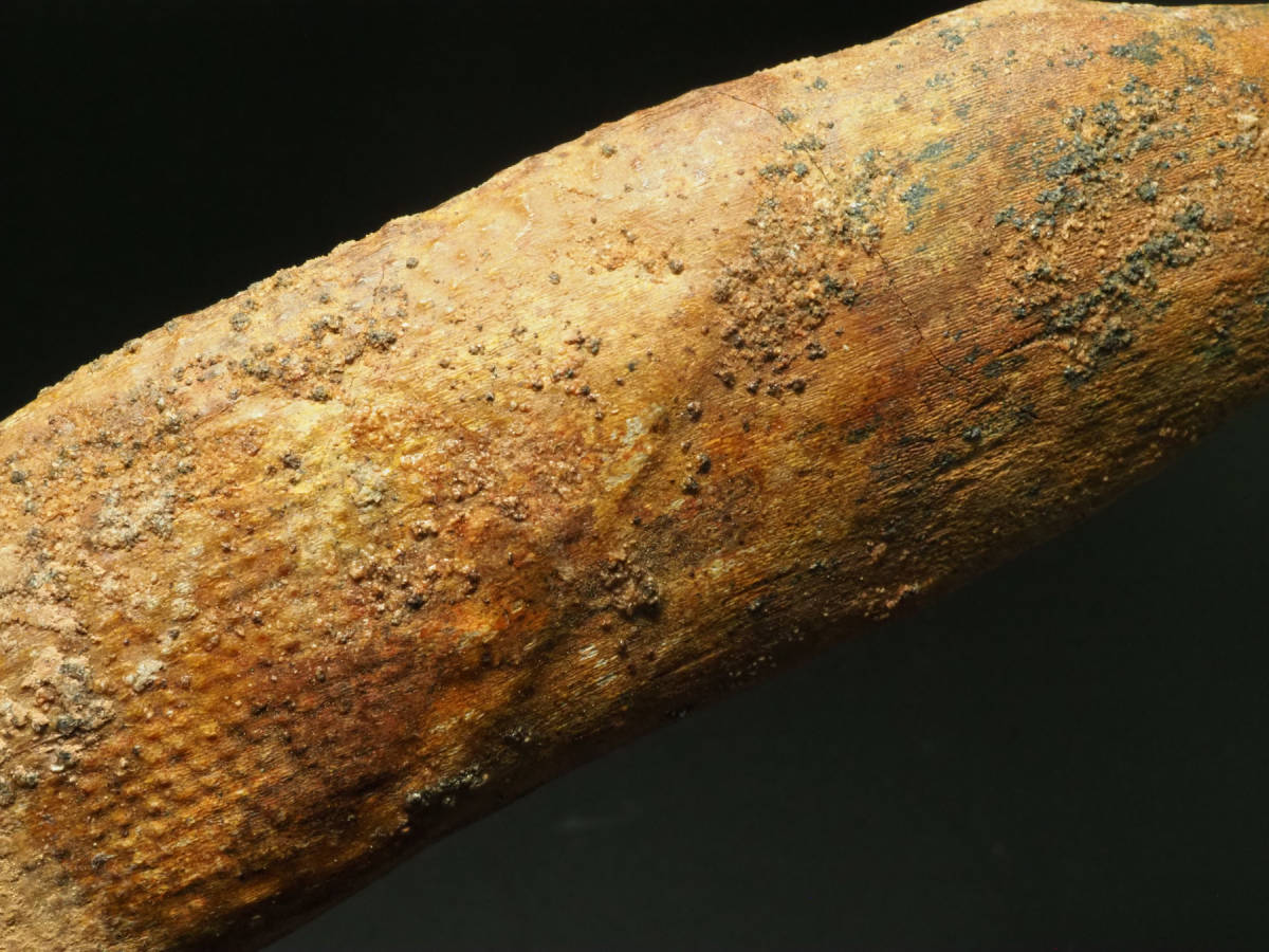 巨大 シャークスパイン 鮫の棘 化石 Hybodus obtusus 280 mm 222 g モロッコ王国産/魚/恐竜(化石)｜売買された ...