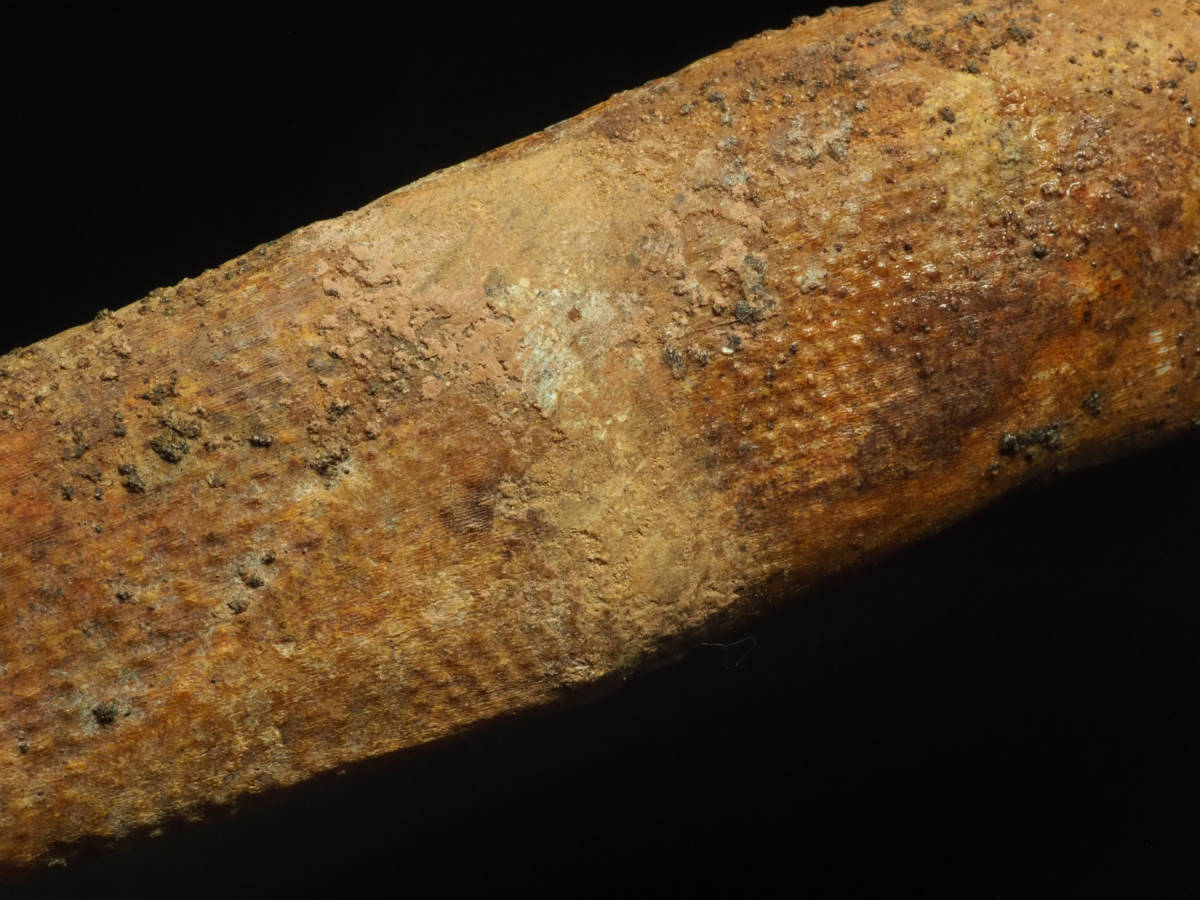 巨大 シャークスパイン 鮫の棘 化石 Hybodus obtusus 280 mm 222 g モロッコ王国産/魚/恐竜(化石)｜売買された ...