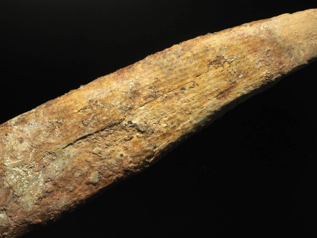 巨大 シャークスパイン 鮫の棘 化石 Hybodus obtusus 280 mm 222 g モロッコ王国産/魚/恐竜(化石)｜売買された ...