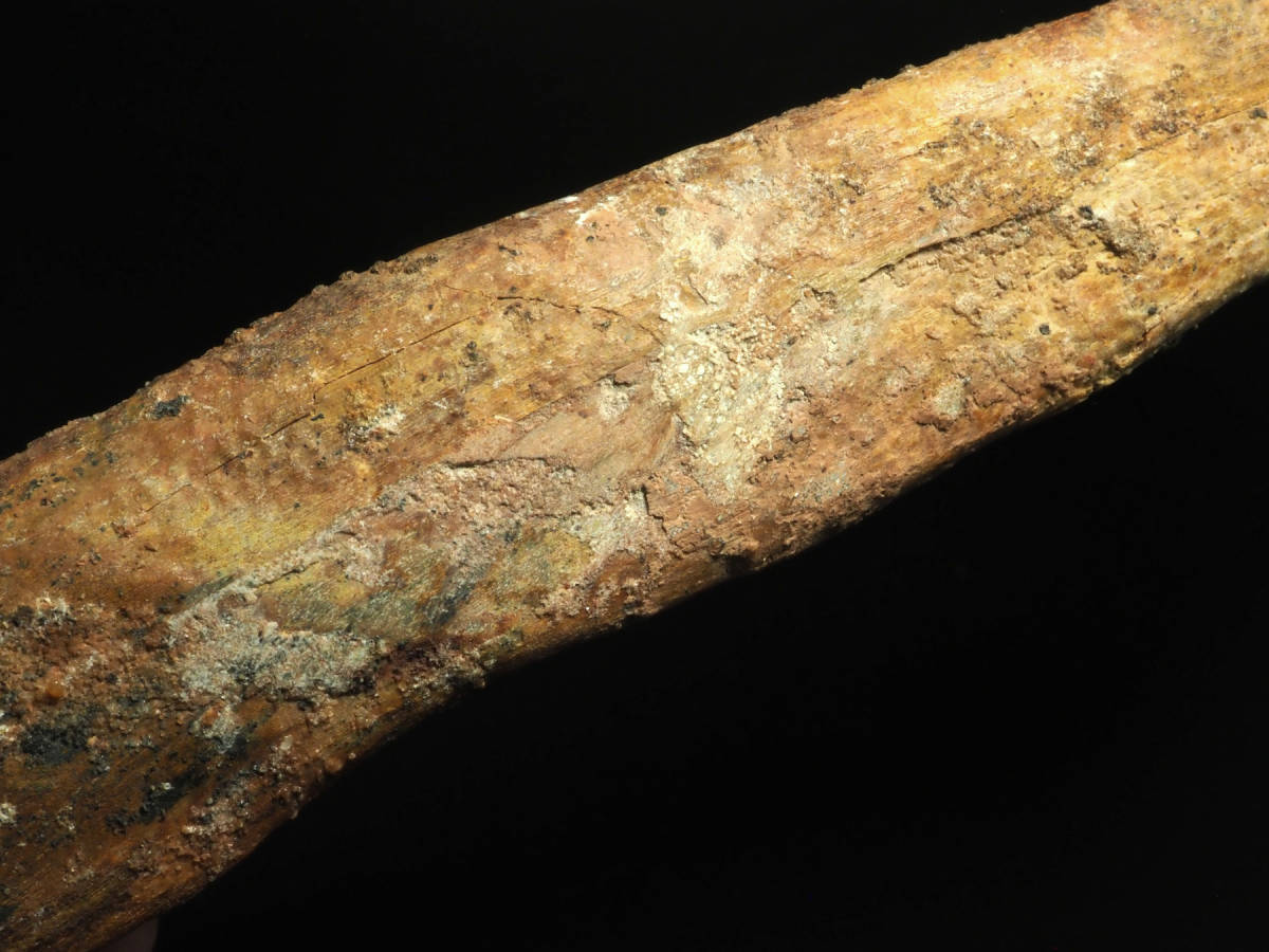 巨大 シャークスパイン 鮫の棘 化石 Hybodus obtusus 280 mm 222 g モロッコ王国産/魚/恐竜(化石)｜売買された ...