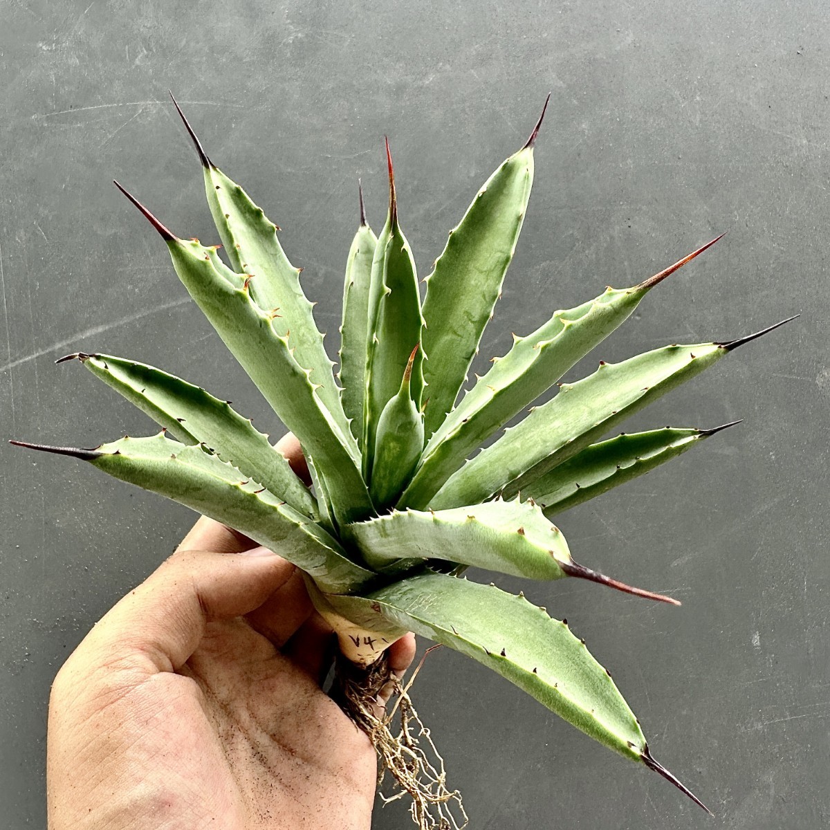 V41 激レア高級品種 多肉植物 アガベ 黒い森 極上強棘 狂刺 極美極美株(アガベ)｜売買されたオークション情報、yahooの商品情報をアーカイブ公開 - オークファン（aucfan.com）