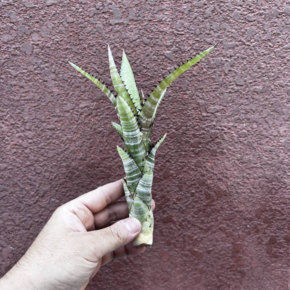 Pof Aechmea phanerophlebia Green form エクメア ファネロフレビア グリーンフォーム(アナナス)｜売買され ...