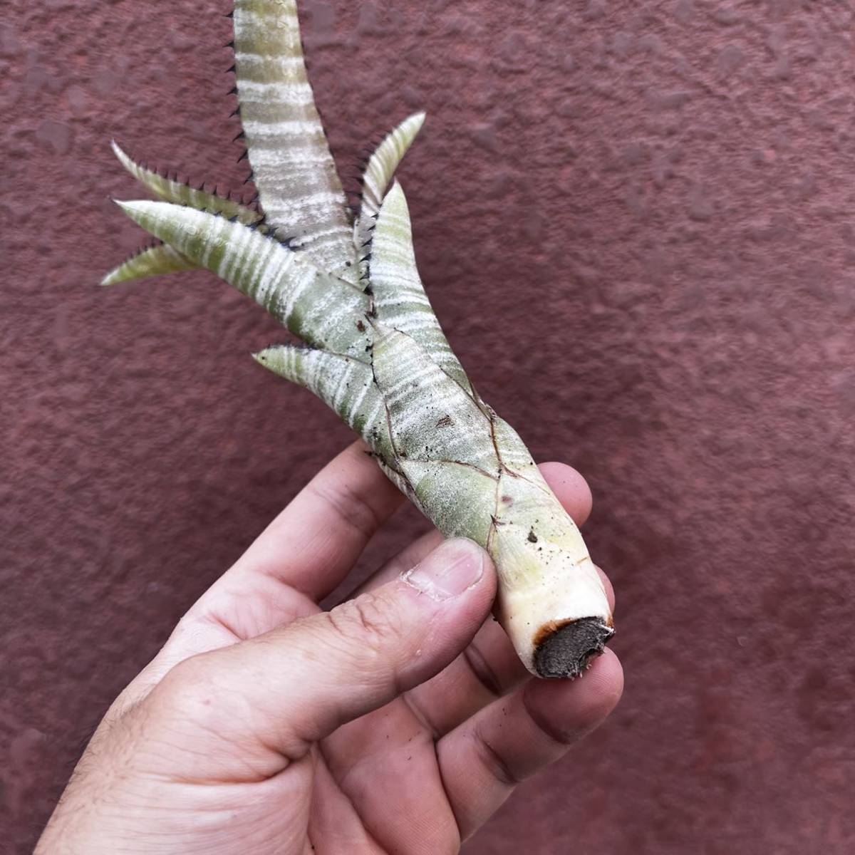 Pof Aechmea phanerophlebia Green form エクメア ファネロフレビア グリーンフォーム(アナナス)｜売買され ...