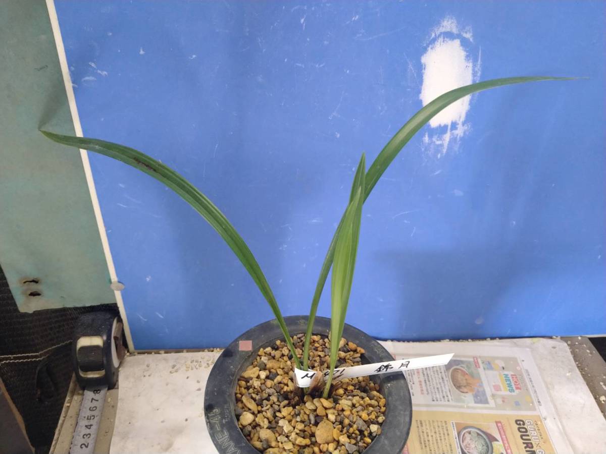 M-471：日向寒蘭 登録品：錦月(ラン)｜売買されたオークション情報、yahooの商品情報をアーカイブ公開 - オークファン（aucfan.com）