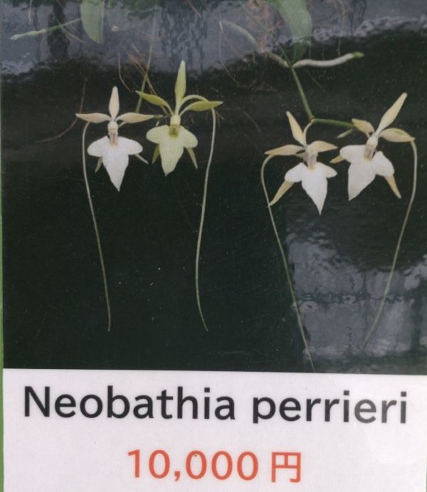 北軽ガーデン 熱帯植物 Neobathia perrieri 洋ラン原種 アングレカム近縁 ネオバーシア ペリエリ マダガスカル島原産(ラン ...