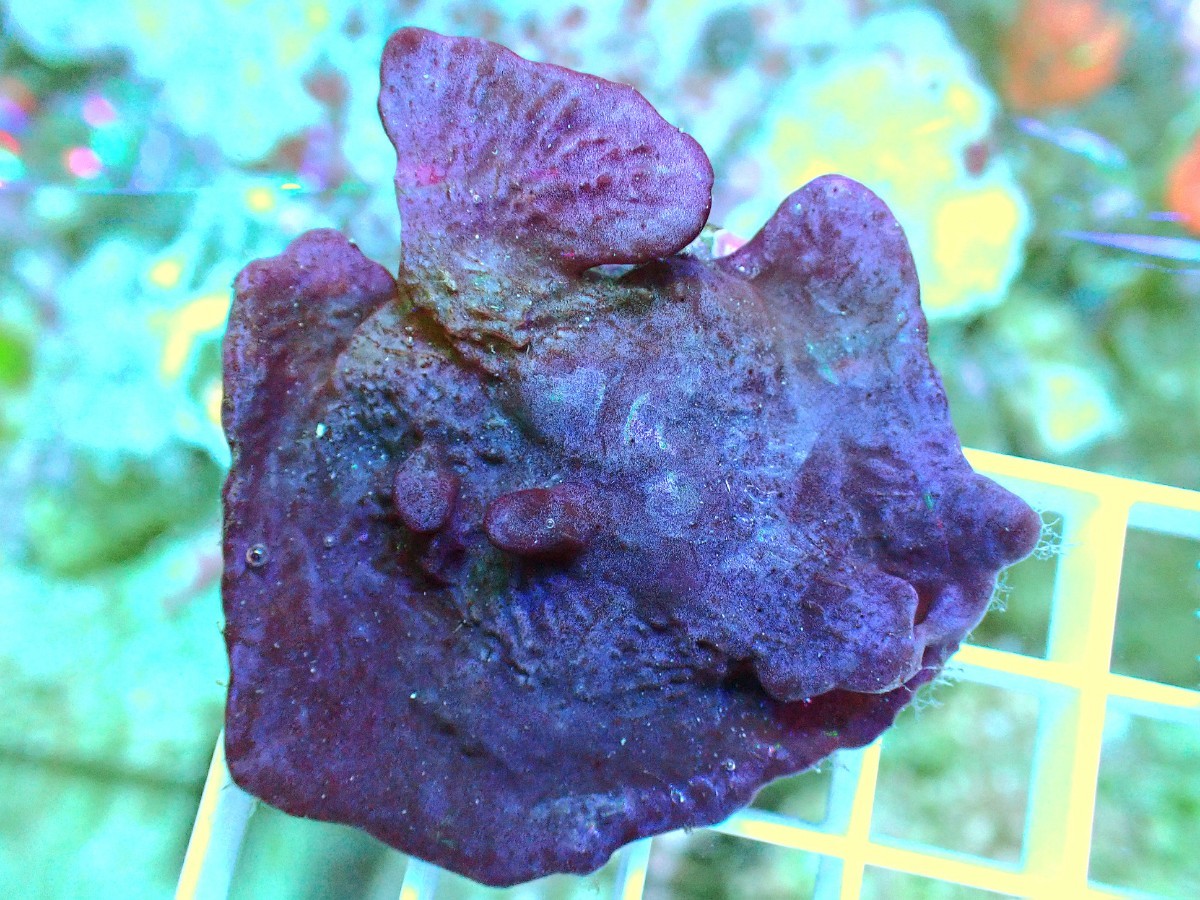 Purple Blue Plating Photosynthetic Sponge 好日性パープルブルー カップ スポンジ 海綿類(海水魚 ...
