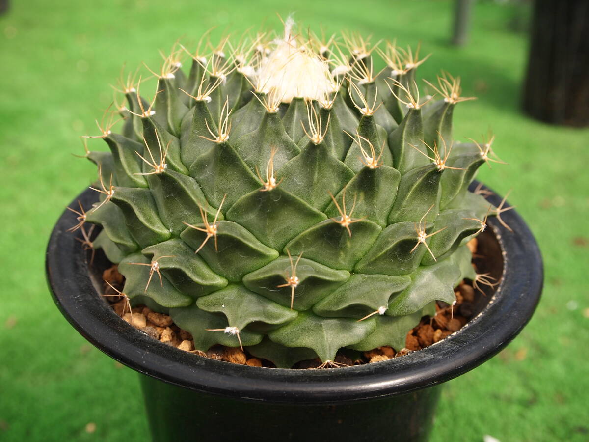 サボテン種子 帝冠 30粒 2455(サボテン)｜売買されたオークション情報、yahooの商品情報をアーカイブ公開 - オークファン（aucfan.com）