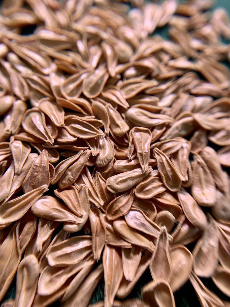 新鮮種子 パキポディウム ウィンゾリー 5粒(その他)｜売買されたオークション情報、yahooの商品情報をアーカイブ公開 - オークファン ...