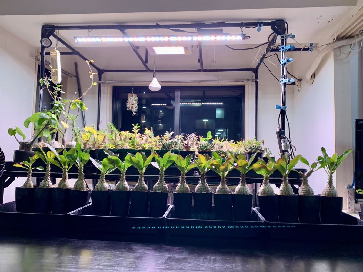 新鮮種子 パキポディウム ウィンゾリー 5粒(その他)｜売買されたオークション情報、yahooの商品情報をアーカイブ公開 - オークファン ...