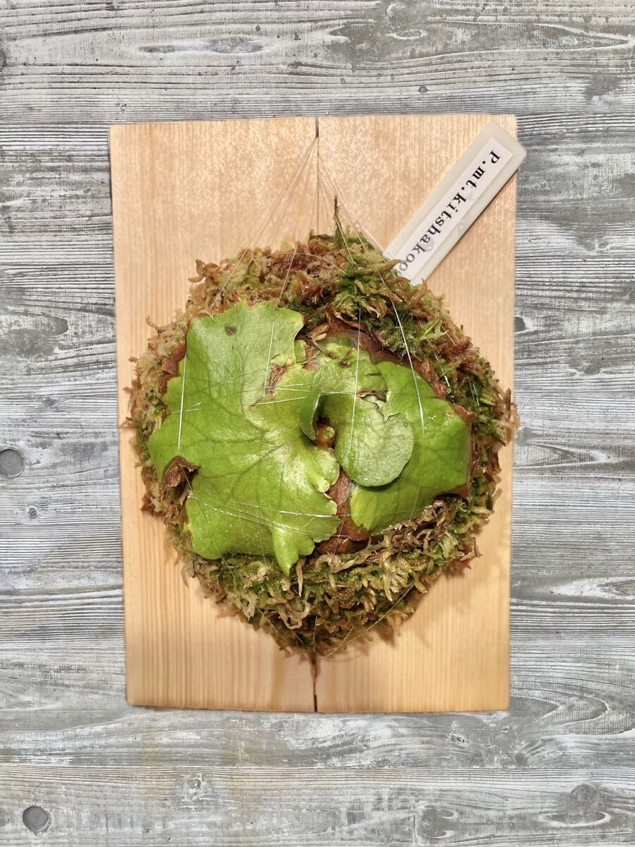 P.Kitshakood / キッチャクード ビカクシダ(ビカクシダ、コウモリラン)｜売買されたオークション情報、yahooの商品情報をアーカイブ公開 - オークファン（aucfan.com）