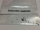 Tylecodon pygmaea チレコドン ピグマエア 銀砂錦 種子 30粒(サボテン)｜売買されたオークション情報、yahooの商品情報 ...