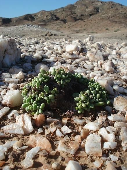 Tylecodon pygmaea チレコドン ピグマエア 銀砂錦 種子 100粒(サボテン)｜売買されたオークション情報、yahooの商品 ...