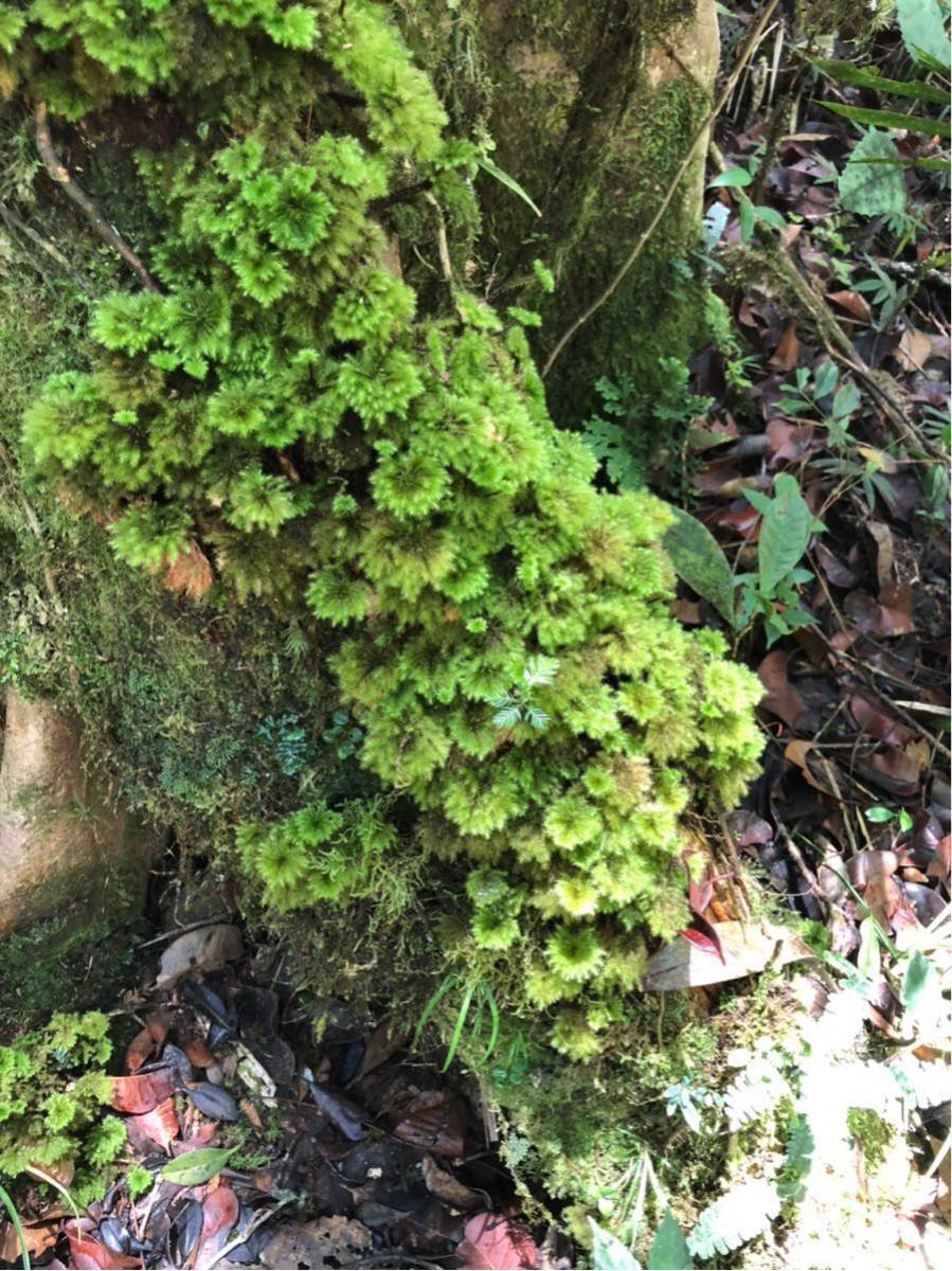 Moss sp Sabah マレーシア ボルネオ コケ(その他)｜売買されたオークション情報、yahooの商品情報をアーカイブ公開 - オークファン（aucfan.com）