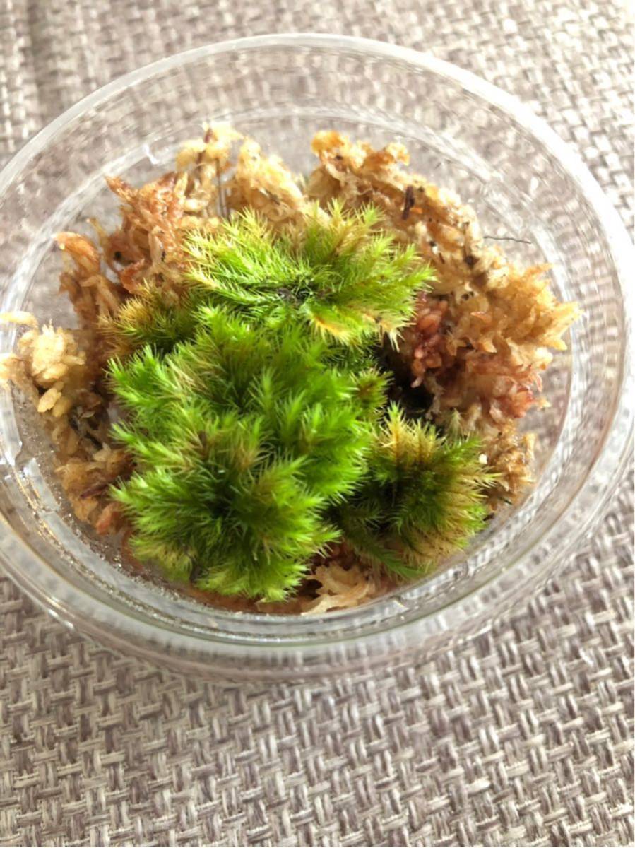 Moss sp Sabah マレーシア ボルネオ コケ(その他)｜売買されたオークション情報、yahooの商品情報をアーカイブ公開 - オークファン（aucfan.com）