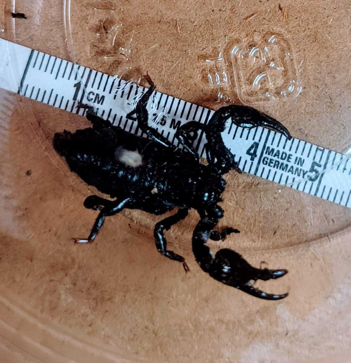 ラスト出品 カメルーン産 オオダイオウサソリPandinus Dictator ソウトウサソリ 体長約40mm スコーピオン No.1(虫類 ...