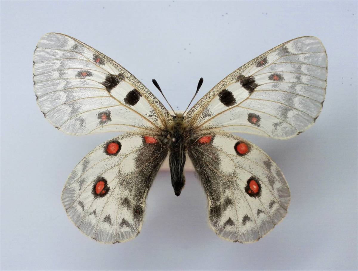 蝶 標本 アクチウスウスバシロチョウ Parnassius actius actius ♀ KAZAKHSTAN(その他)｜売買された ...