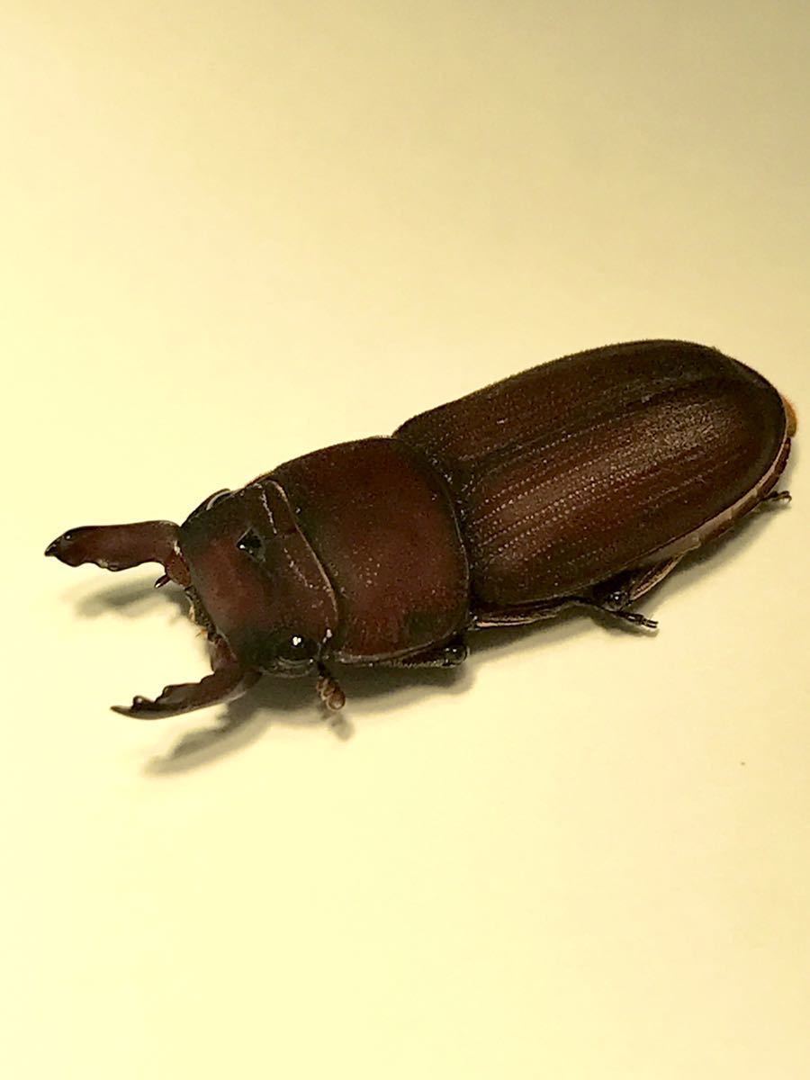 ミネットサビクワガタ 新成虫1ペア サビクワ Dorcus mineti レア(外国産)｜売買されたオークション情報、yahooの商品情報をアーカイブ公開 - オークファン（aucfan.com）