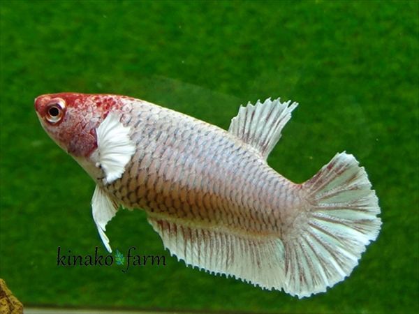 Kinako farm 国産 ベタ ダンボプラカット ♀ = 1227-5548 = 自家繁殖 betta(ベタ)｜売買されたオークション情報、yahooの商品情報をアーカイブ公開 ...