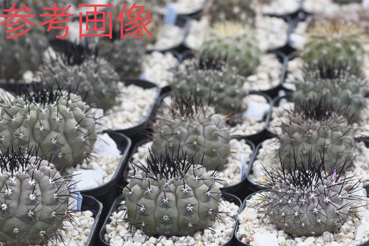 Copiapoa fusca コピアポア フスカ 新種2016記載 実生 FN付き Leafy_works 検索 黒王丸 グリセオビオラセア ...