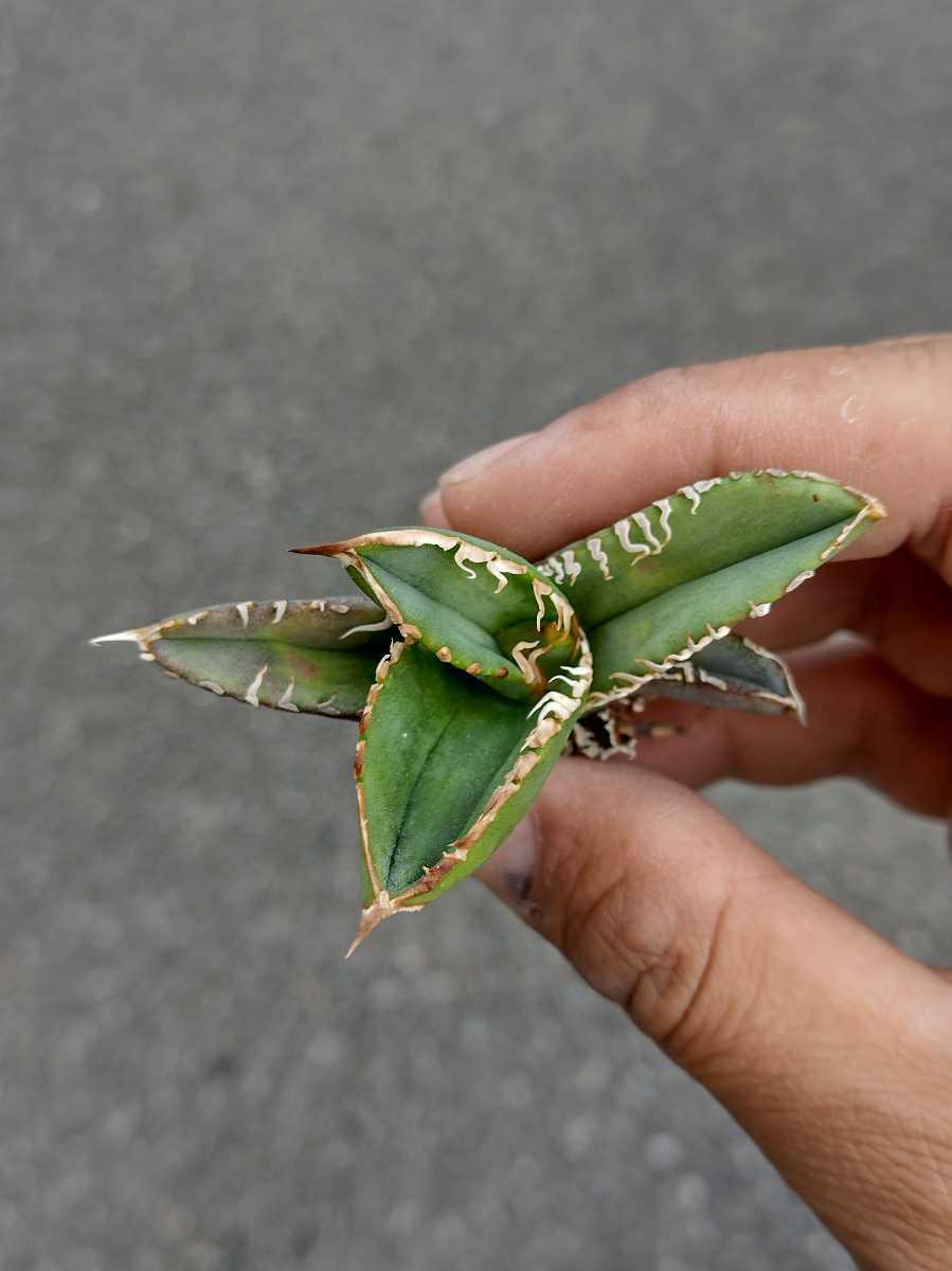 AGAVE TITANOTA REO レオ コンパクト アガベ チタノタ 子株 オテロイ oteroi(アガベ)｜売買されたオークション情報 ...