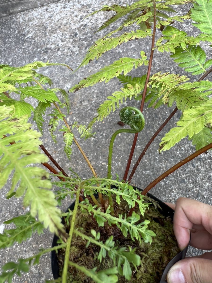 vandaka 珍品 Cyathea arborea シアテア アルボレア 木生シダ(観葉植物)｜売買されたオークション情報、yahooの商品 ...