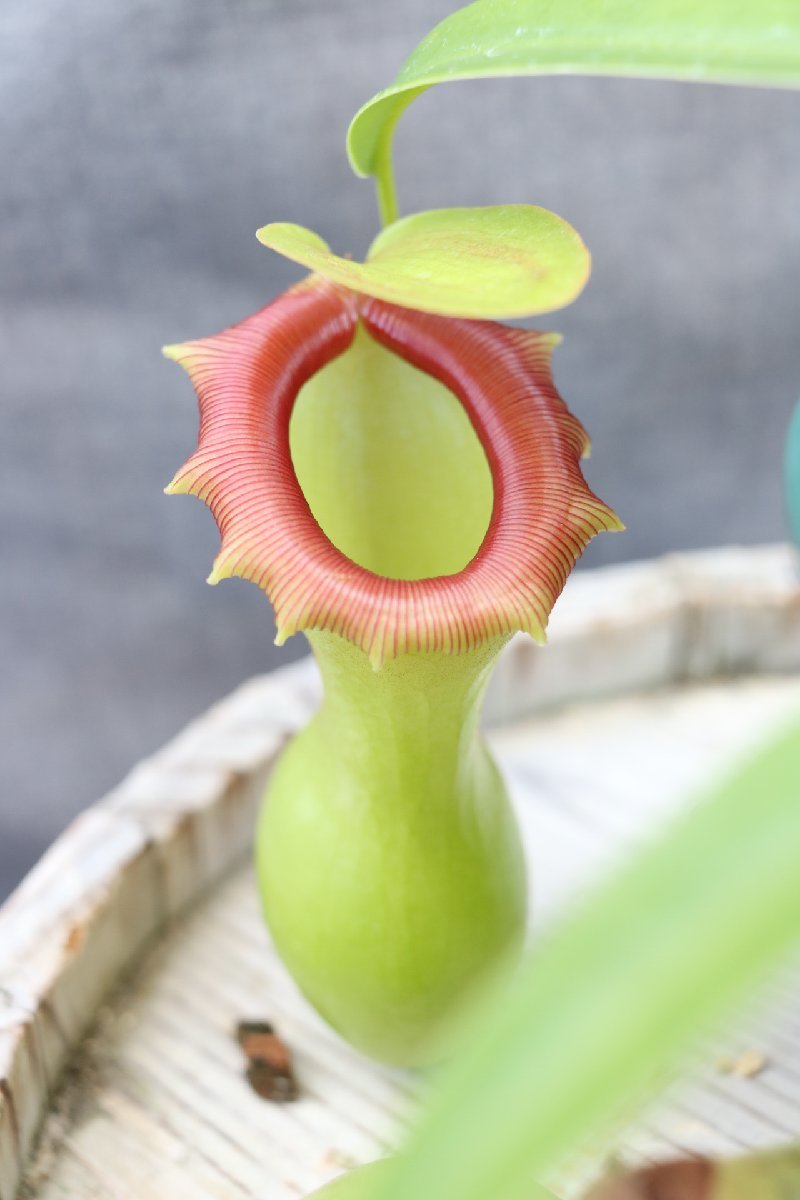 N.ventricosa Polis Pass AOK-IHR 4号 食虫植物ネペンテス HIPS 13-07543(観葉植物)｜売買された ...