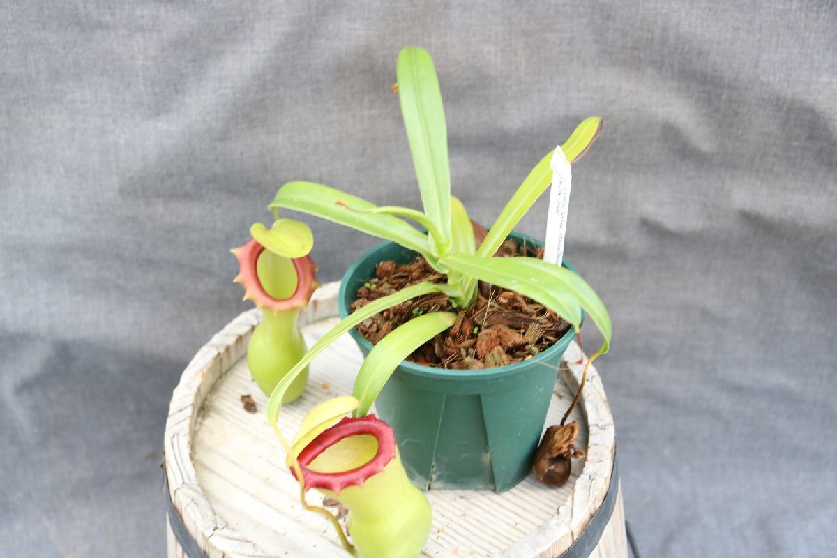 N.ventricosa Polis Pass AOK-IHR 4号 食虫植物ネペンテス HIPS 13-07543(観葉植物)｜売買された ...