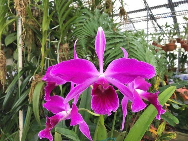 HIF洋蘭 619 C. purpurata x sib. venosa 'Daniela' x sanguinea 'Deschamps'(ラン)｜売買されたオークション情報、yahooの ...