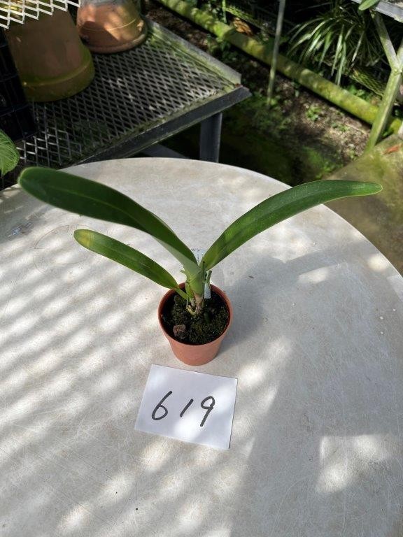 HIF洋蘭 619 C. purpurata x sib. venosa 'Daniela' x sanguinea 'Deschamps ...