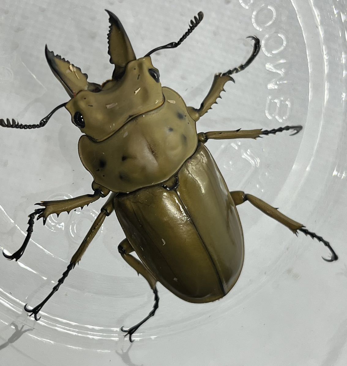 ♂♂♀トリオ ババオウゴンオニクワガタ ババオウゴンオニ No.123(外国産)｜売買されたオークション情報、yahooの商品情報をアーカイブ公開 - オークファン（aucfan.com）