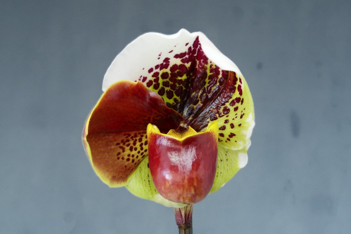 値引再出品 洋蘭 パフィオ TA9454 TB18-09 Paph. Perfect World 'Flatter' x Mem. Sabrina Mark 'Favorite'SSM ...