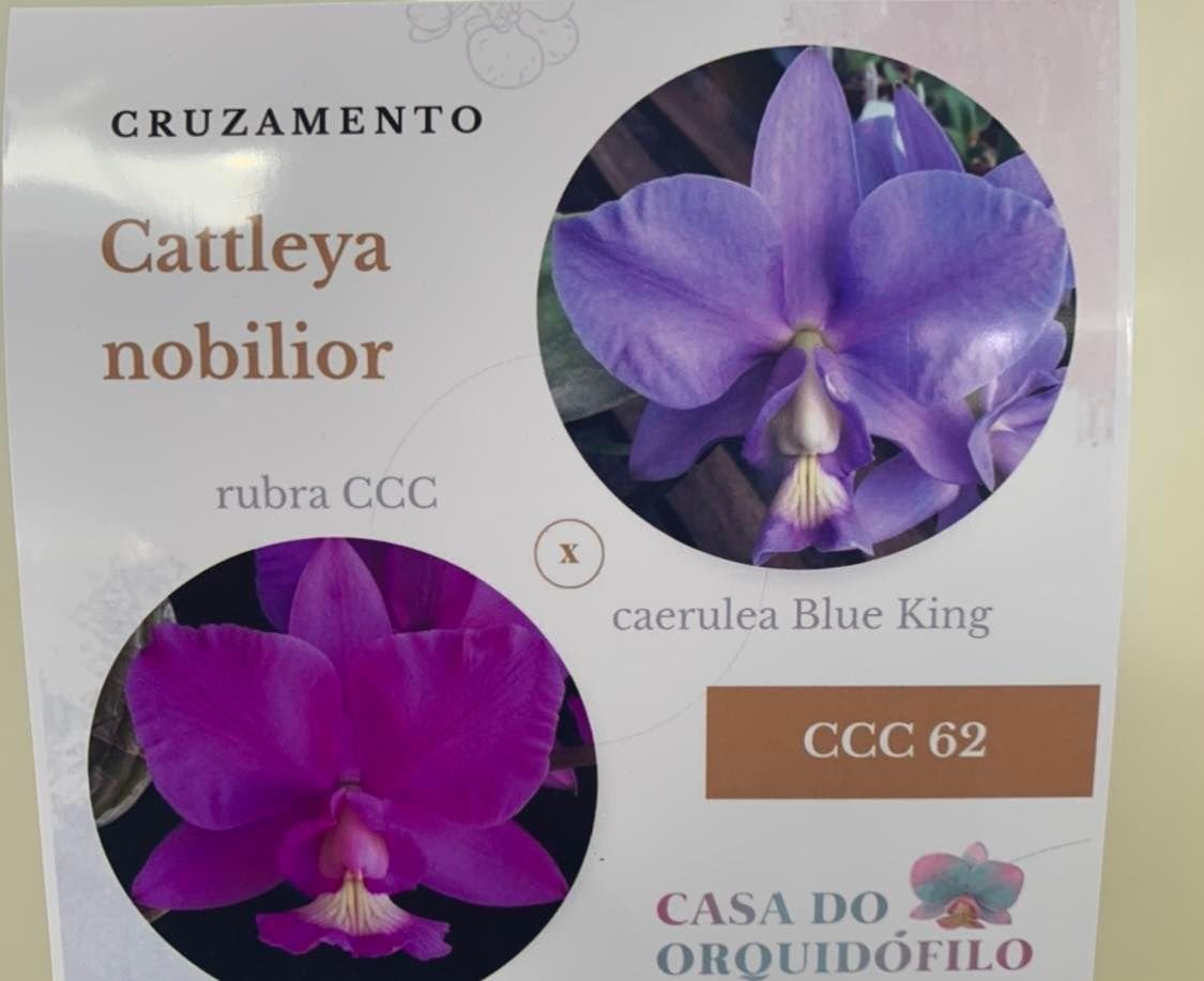 C. nobilior x sib rubra 'CCC' x coerulea 'Blue King' 洋蘭 原種(ラン)｜売買された ...