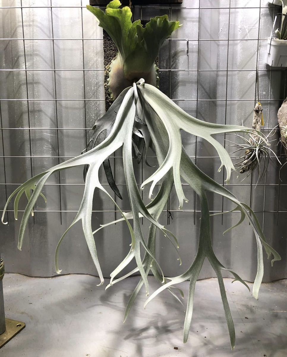 Taroudayo2014コレクション P. willinckii cv. Cotton Cloud(ビカクシダ、コウモリラン)｜売買された ...