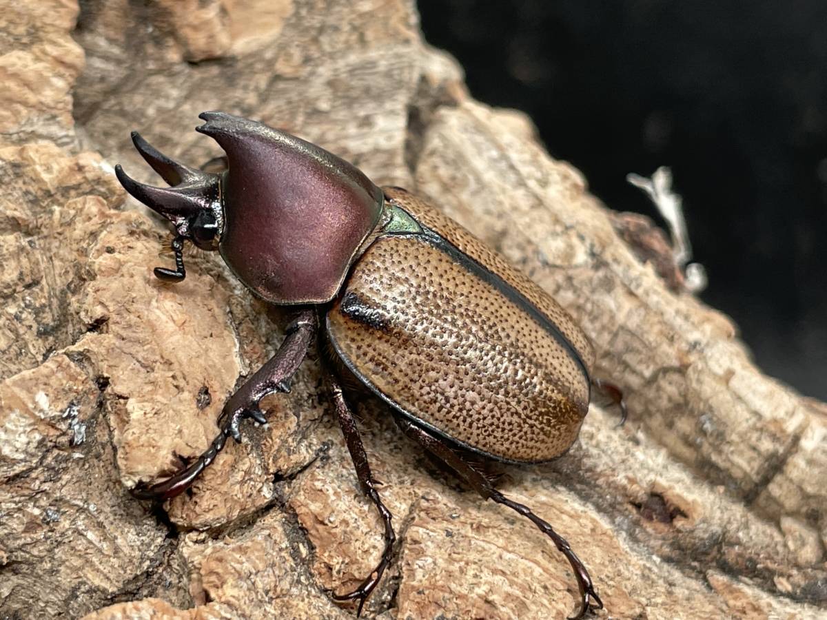 初出品 マンネレイヒナカブト 初令幼虫3頭 Agaocephala mannerheimi(外国産)｜売買されたオークション情報、yahooの ...