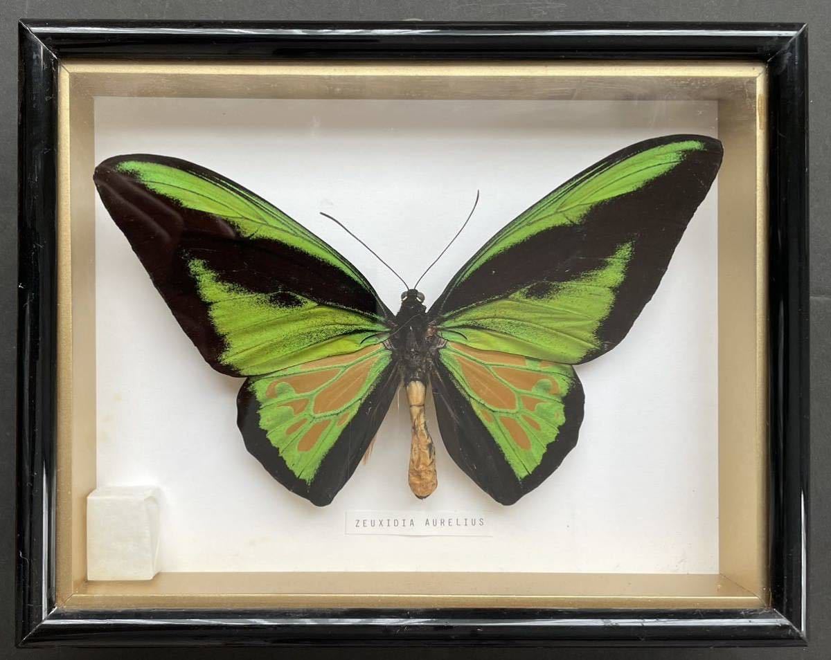 辰 蝶 標本 ゴライアストリバネアゲハ 高さ約99mm 幅約182mm 昆虫 カブトムシ クワガタ446(虫類)｜売買されたオークション情報、yahooの商品情報をアーカイブ公開 ...