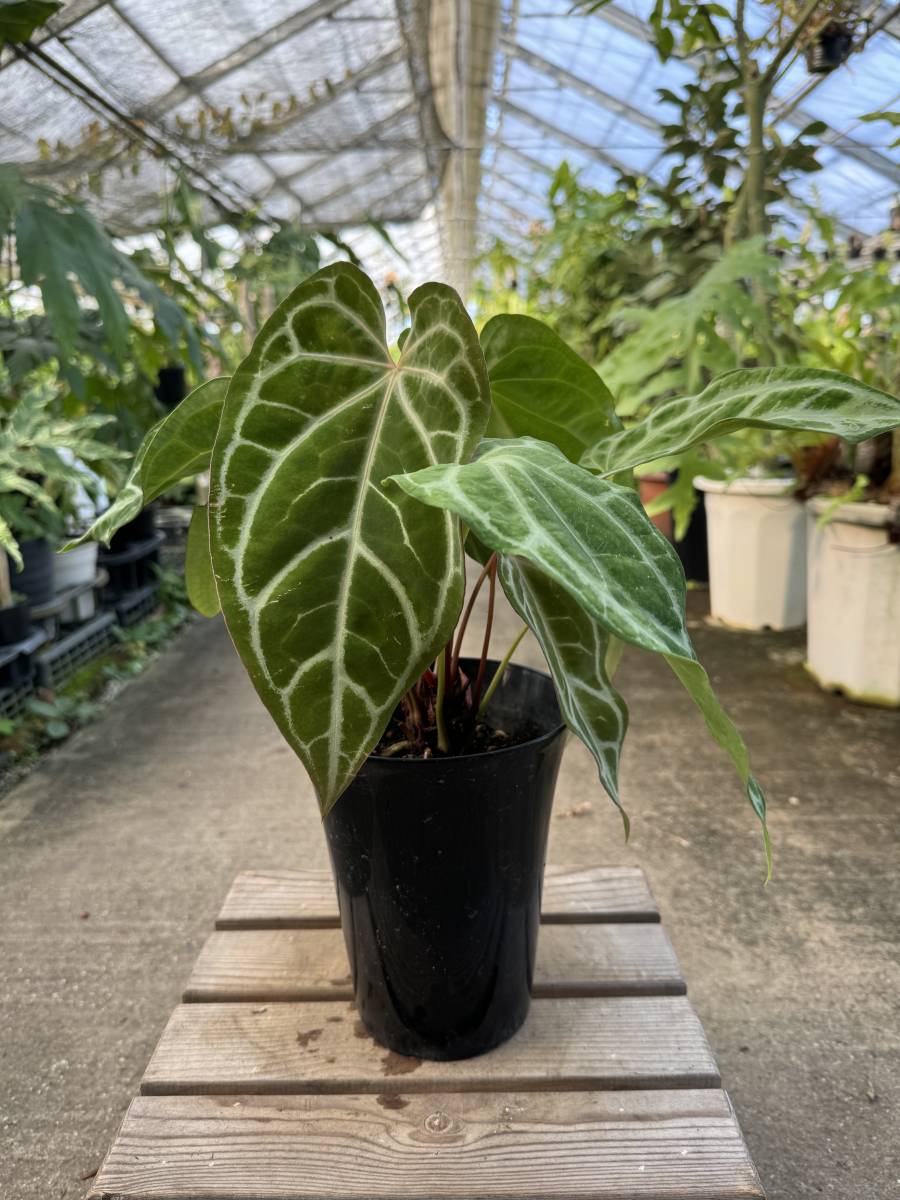 アンスリウム クリスタリナム セルビーズシルバー Anthurium Crystallinum ' Selby's - Silver '(その ...