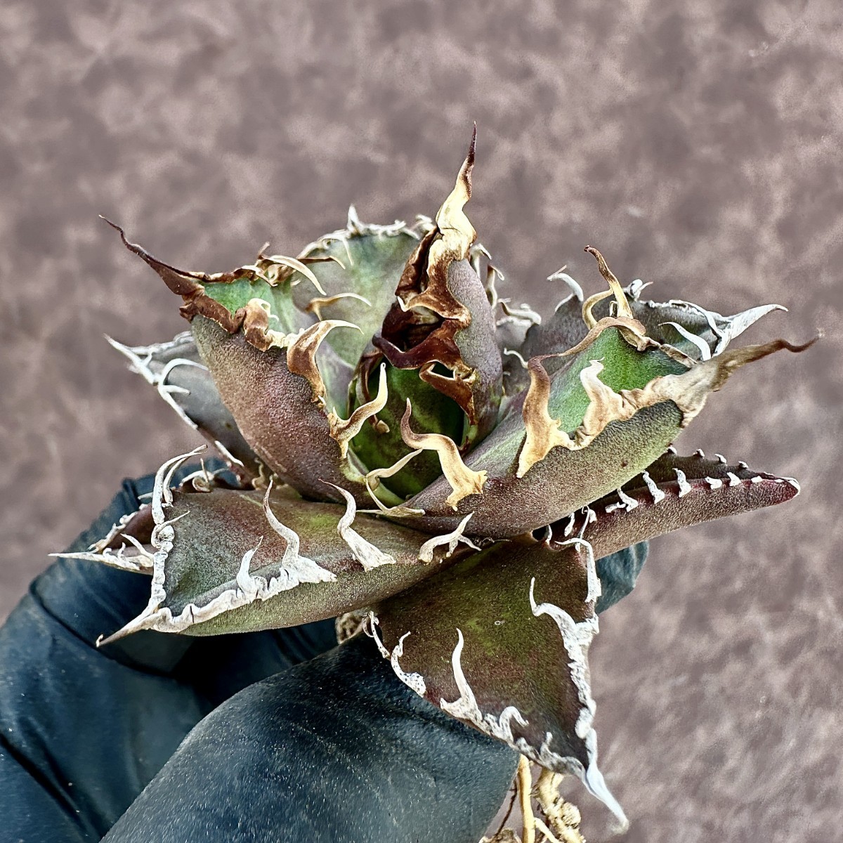 Lj_plants 21 アガベ チタノタ シーザー super caesar 狂刺 強棘 綺麗株(アガベ)｜売買されたオークション情報、yahooの商品情報をアーカイブ公開 - オークファン ...