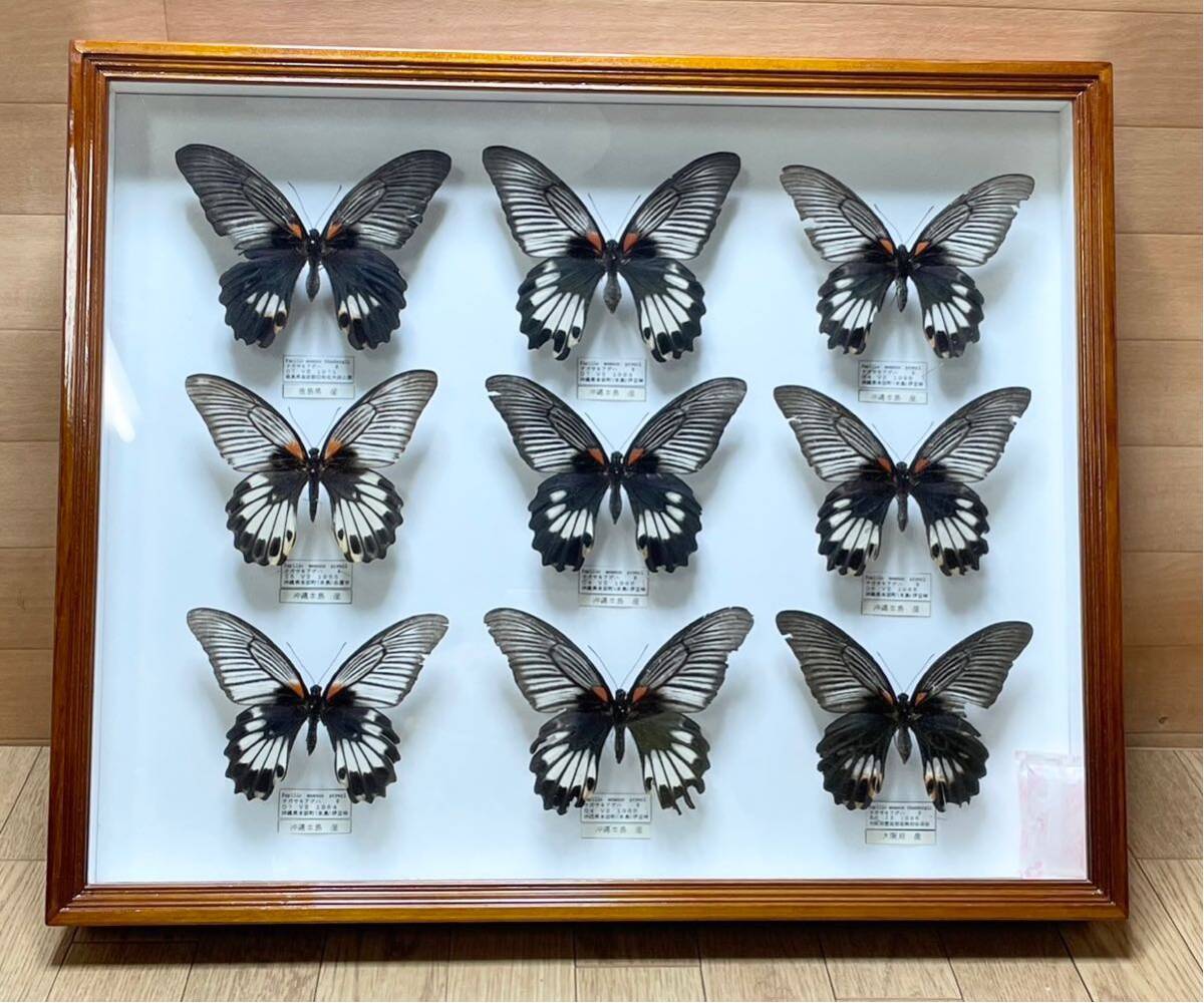 蝶 標本 ナガサキアゲハ ドイツ箱 蝶々 沖縄 1986年 当時物 レトロ ビンテージ アンティーク E9(その他)｜売買されたオークション情報、yahooの商品情報をアーカイブ公開 ...