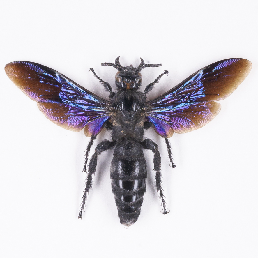 M. velutina ducalis 03P ツチバチ標本 ペレン島(虫類)｜売買されたオークション情報、yahooの商品情報をアーカイブ ...