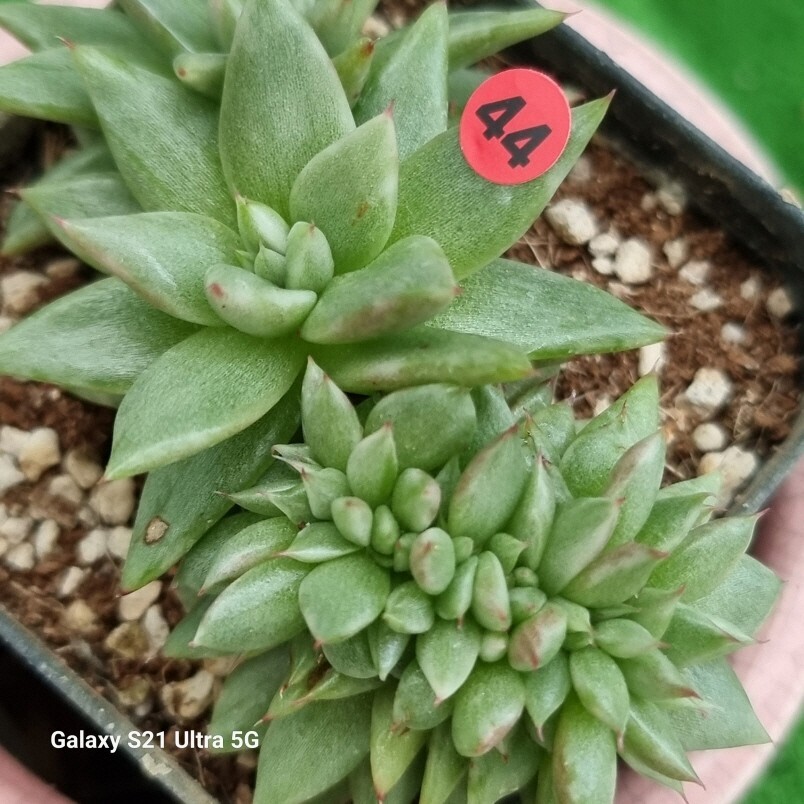 0812発送-r044 マリア綴化 錦 エケベリア 無料発送 韓国苗 多肉植物(サボテン)｜売買されたオークション情報、yahooの商品情報をアーカイブ公開 - オークファン（aucfan.com）