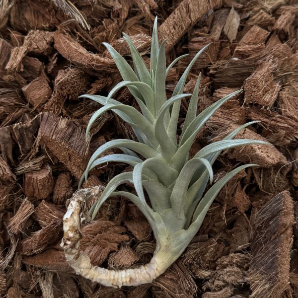 Tillandsia iglari ティランジア イグラリ エアプランツ チランジア(アナナス)｜売買されたオークション情報、yahooの商品 ...