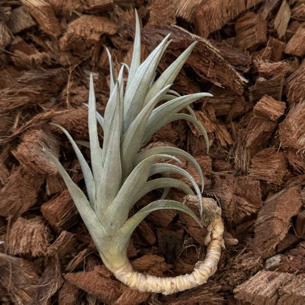 Tillandsia iglari ティランジア イグラリ エアプランツ チランジア(アナナス)｜売買されたオークション情報、yahooの商品 ...